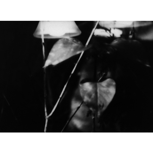 Double Visions: Stephen Broomer & Kyle Whitehead in Dialogue - Luma Quarterly